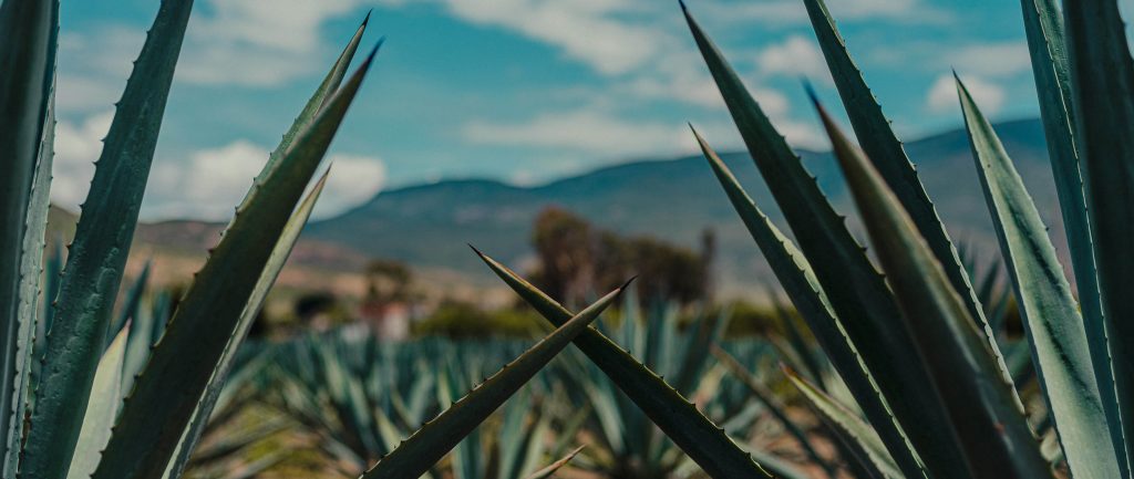 Agave Spirit Distillation | Briggs